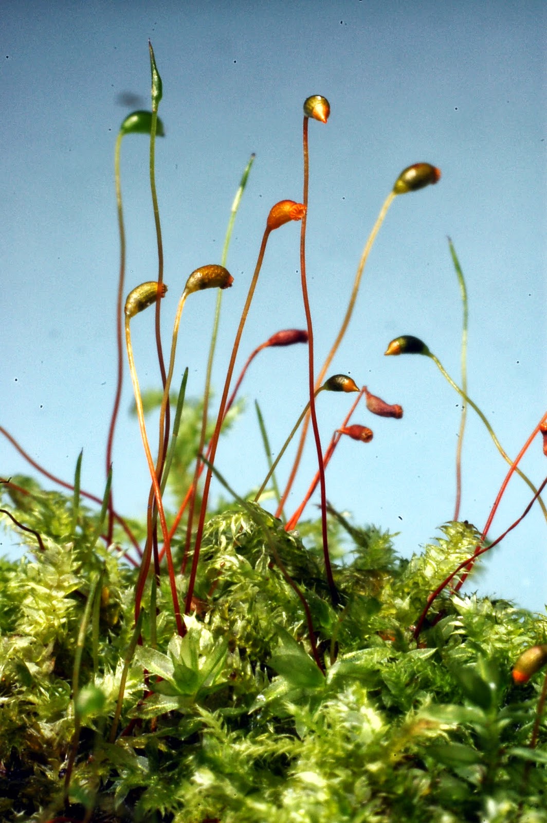 Botany Professor: Mosses of Central Florida 4. Isopterygium tenerum