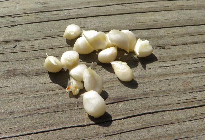 White apple pips - Adam's Apples