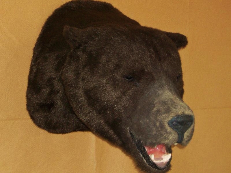 Fauna Artificial: Oso café