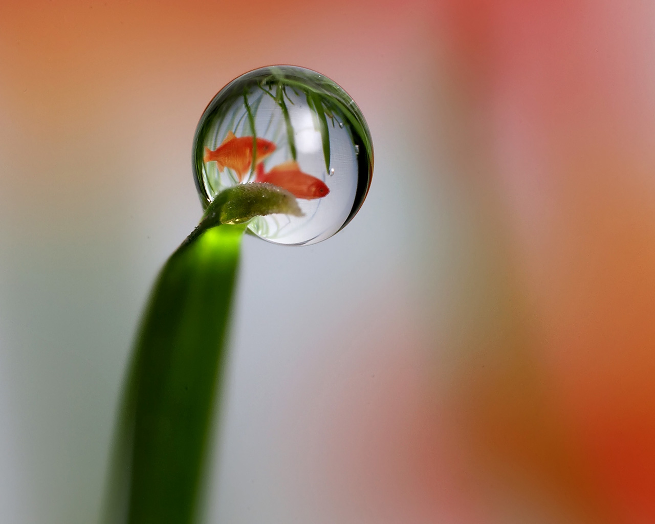 Amazing Water Drop In Photos | All Amazing
