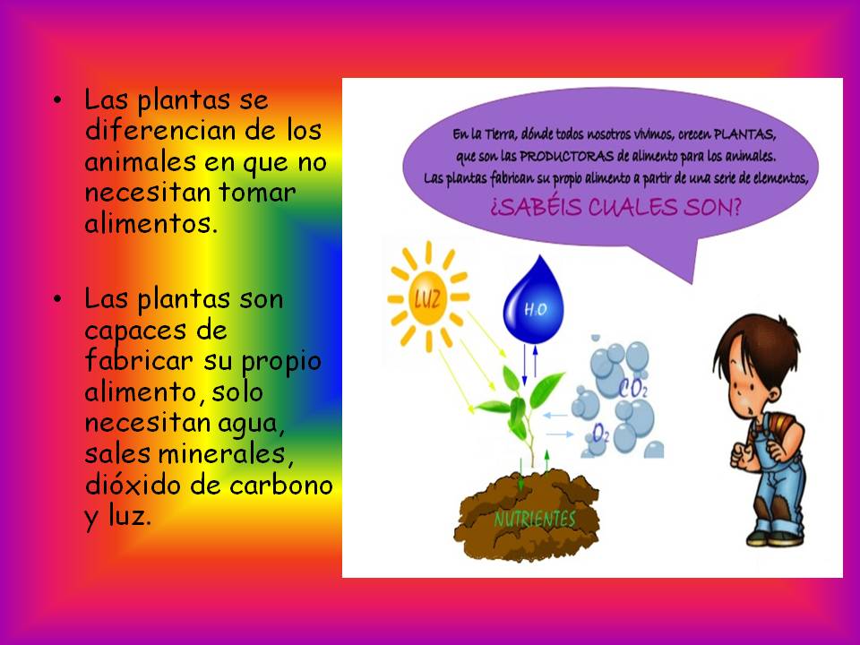 Cosas de niños para la escuela: TODO SOBRE LAS PLANTAS
