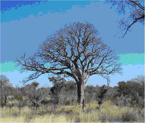 CROP SCIENCE: THE MANKETTE: MONGONGO NUT TREE (Schinziophyton rautanenii)