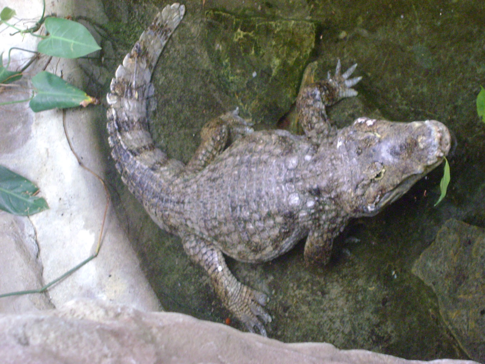 EL MUNDO ANIMAL: EL CAIMAN