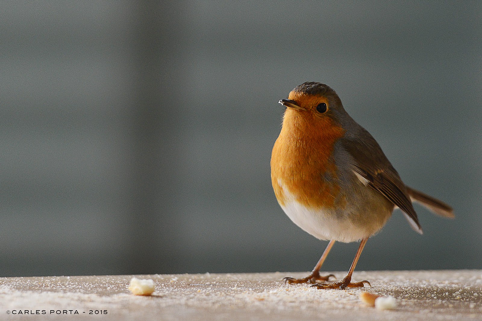 Carles Porta - Fotògraf: " Ocells de Finestra"