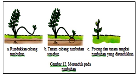 Pengertian dan Jenis-jenis Perkembangbiakan pada Tumbuhan