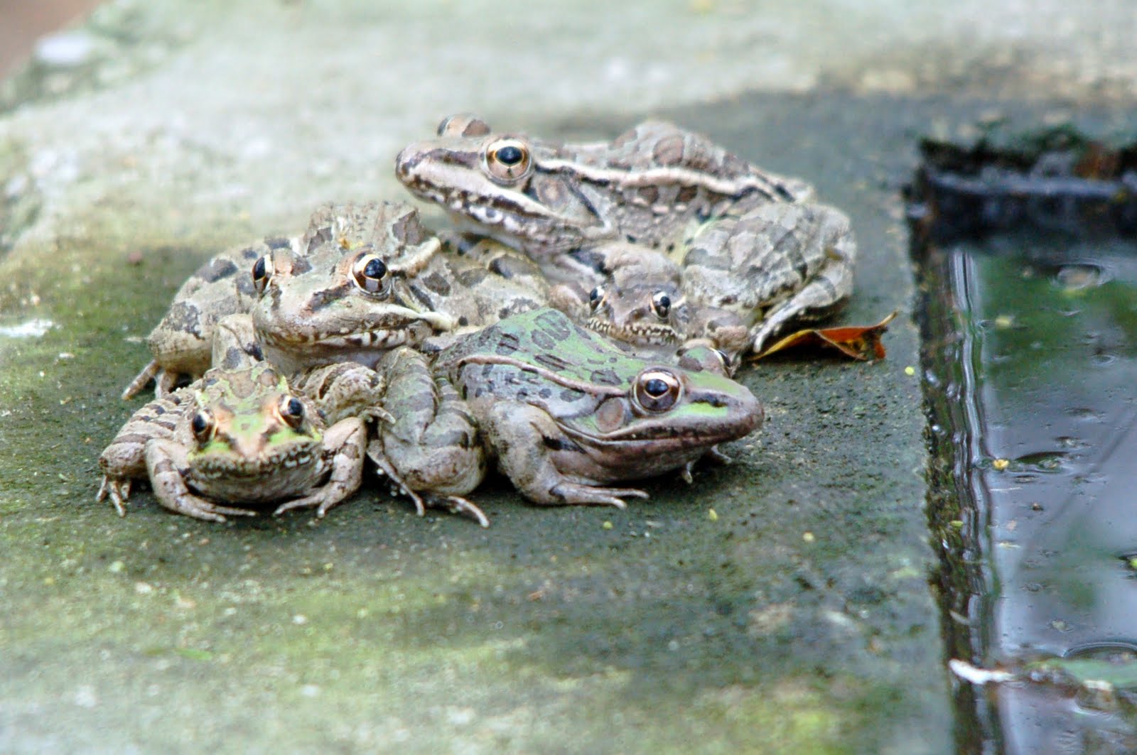 Journaling for the Birds: Indigo Snake and Frogs at Laguna Atascosa ...