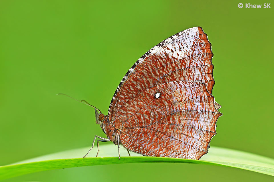Butterflies of Singapore: Butterfly of the Month - June 2017
