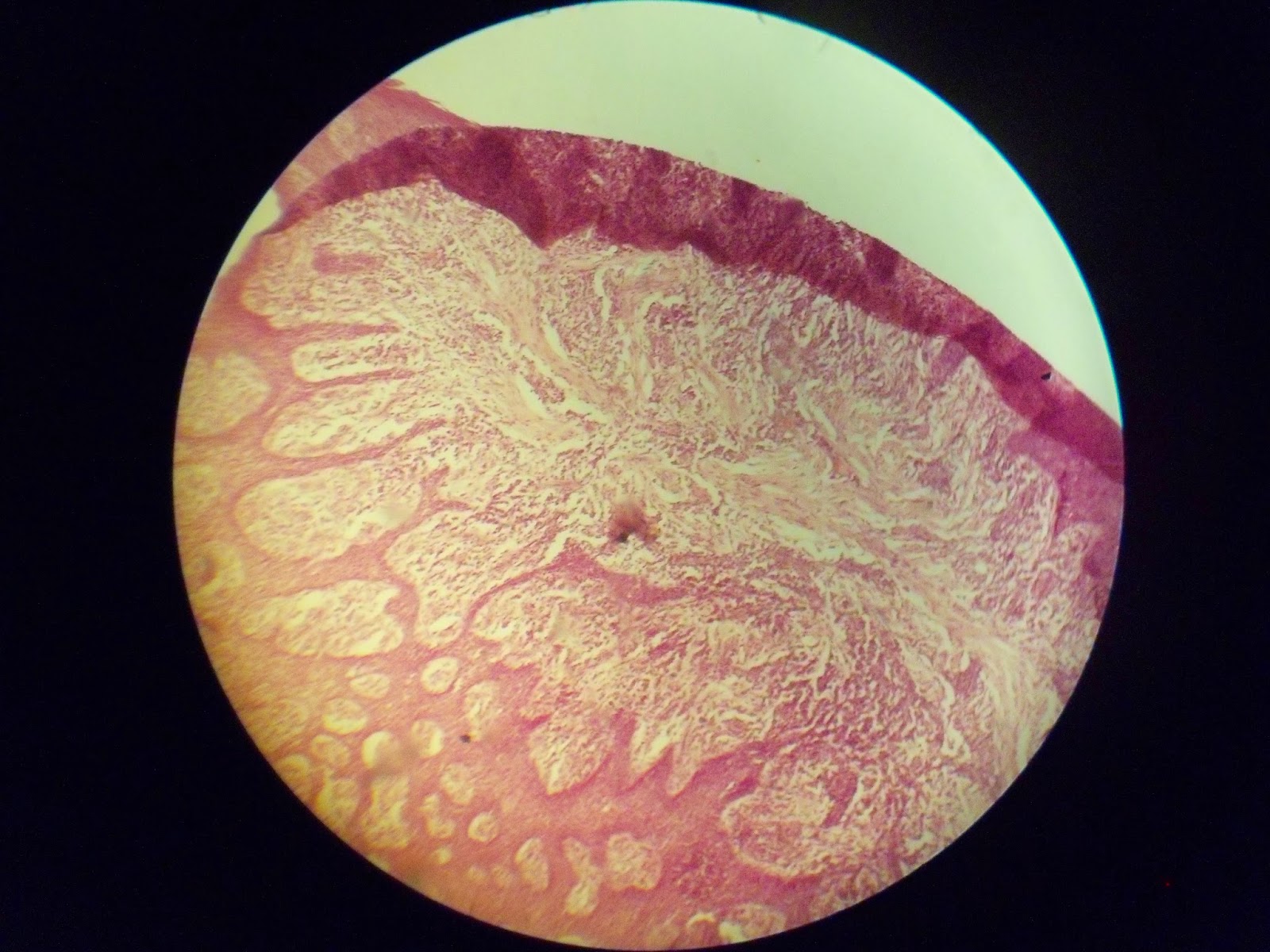 Stud-dent la Facultatea de Medicina Victor Papilian: Histologie - LP