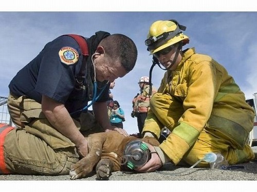 26 Heartwarming pictures of animal rescues | Amazing Creatures