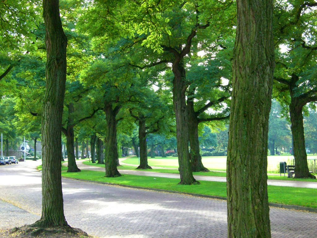 Groene Groei: Groen in de stad veel effectiever dan gedacht