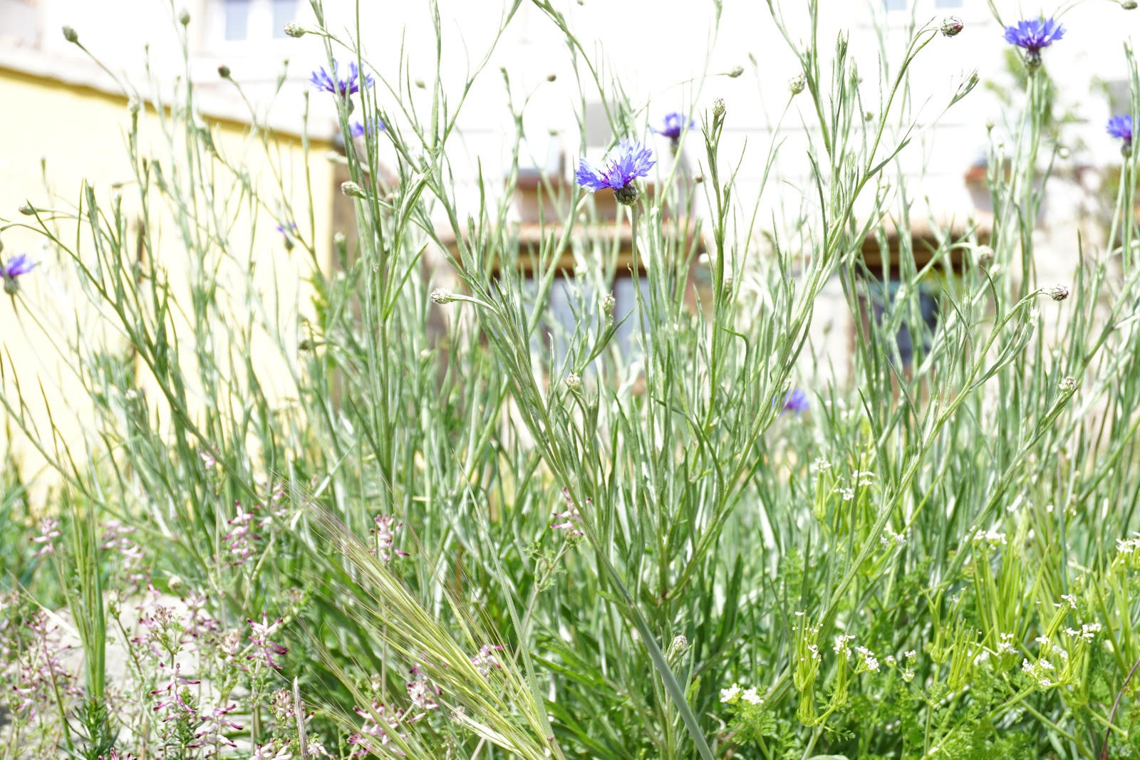 Plantas de Huerta Otea, Salamanca: Aciano, scabiosa, azulejo o pincel ...