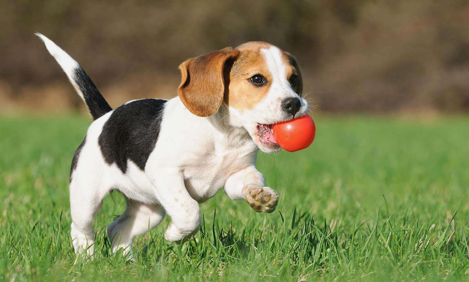 Mga Tip sa Pagsasanay ng Aso