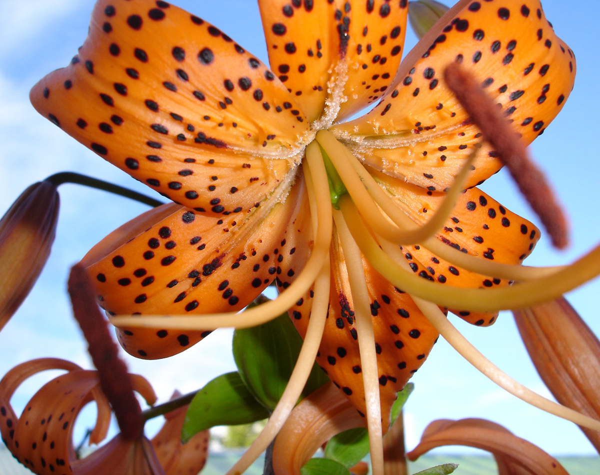 Lilium Flowers: Lilium Fflower Gallery 3