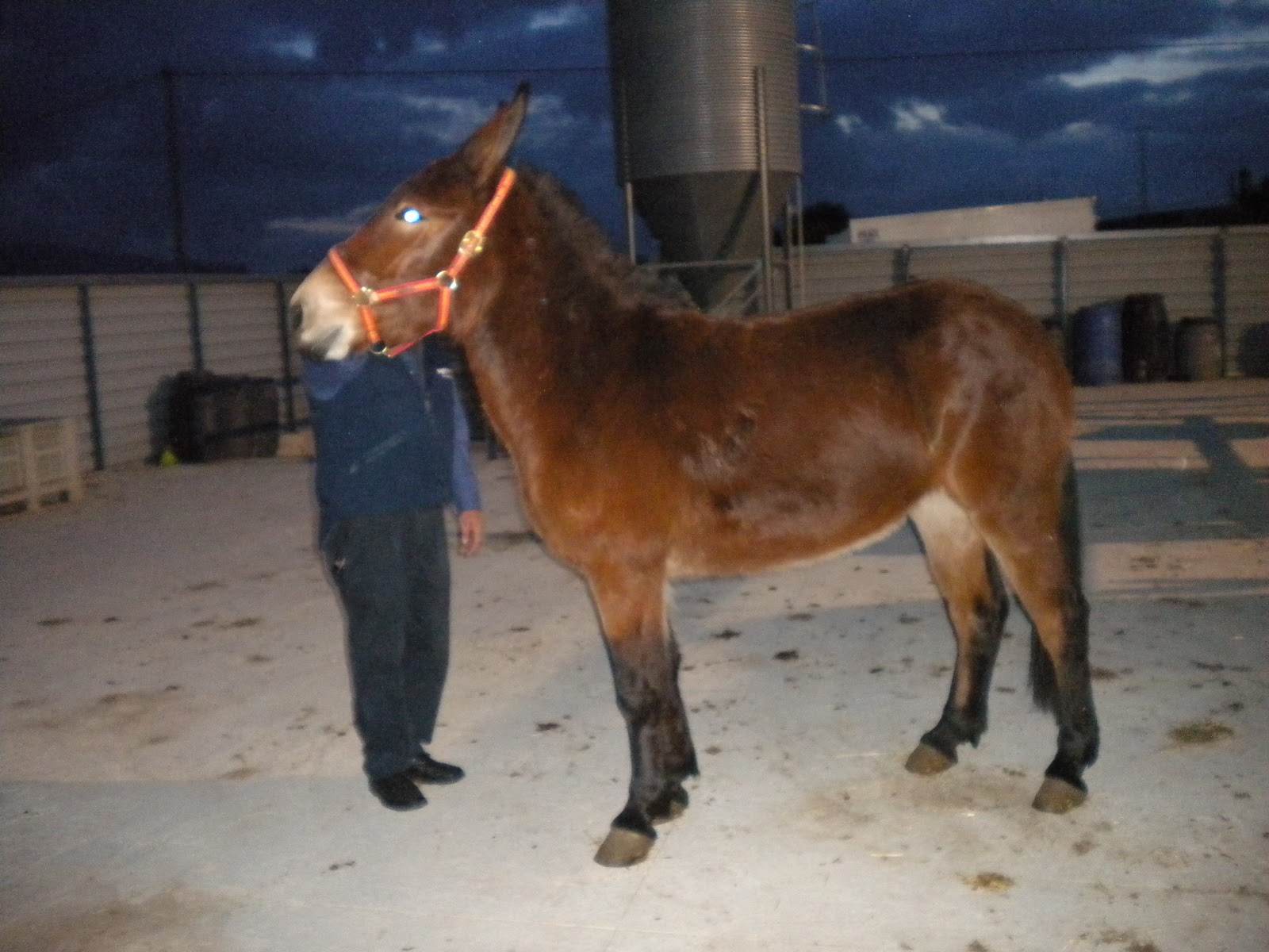 MULAS EN MURCIA: MULAS DEL TERRENO