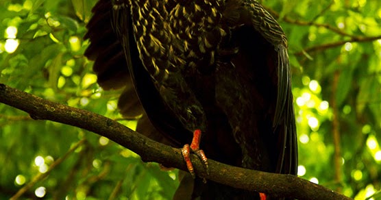 Pava Cojolita (Penelope purpurascens)