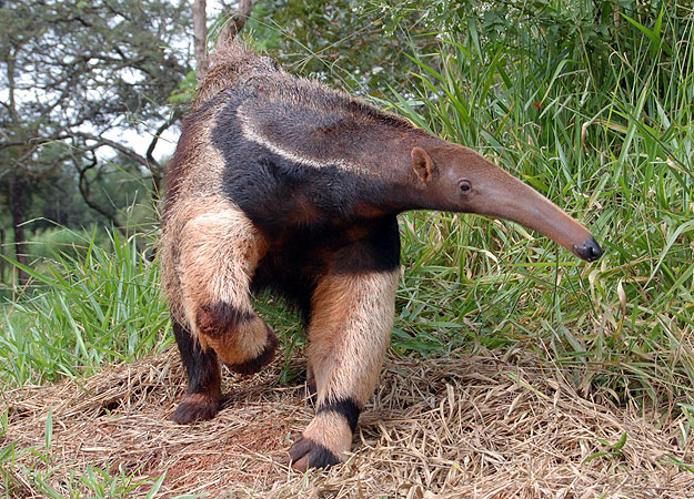 Giant Anteater | Facts & New Photographs | The Wildlife