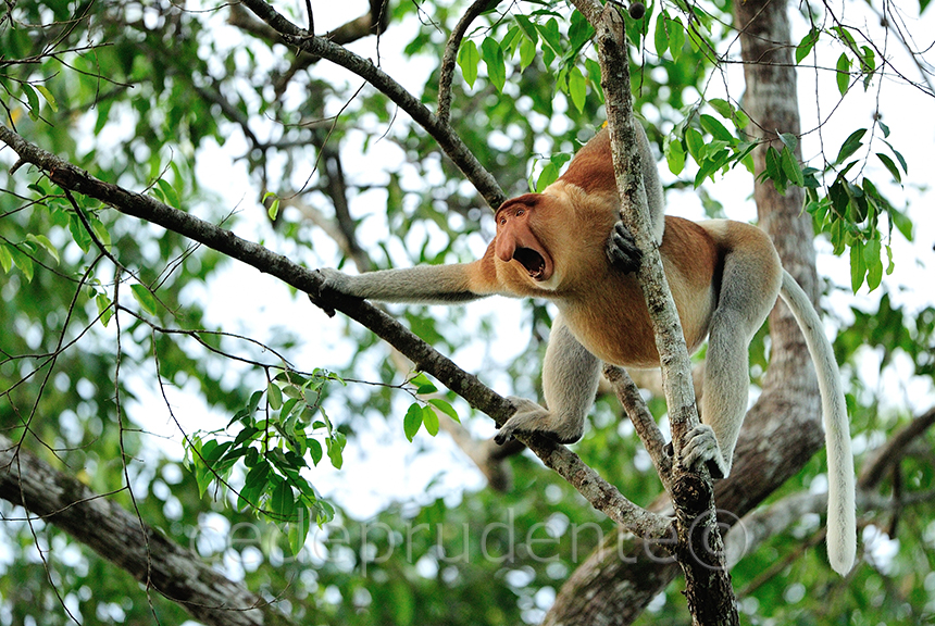 Borneo Safari: Primates of Borneo