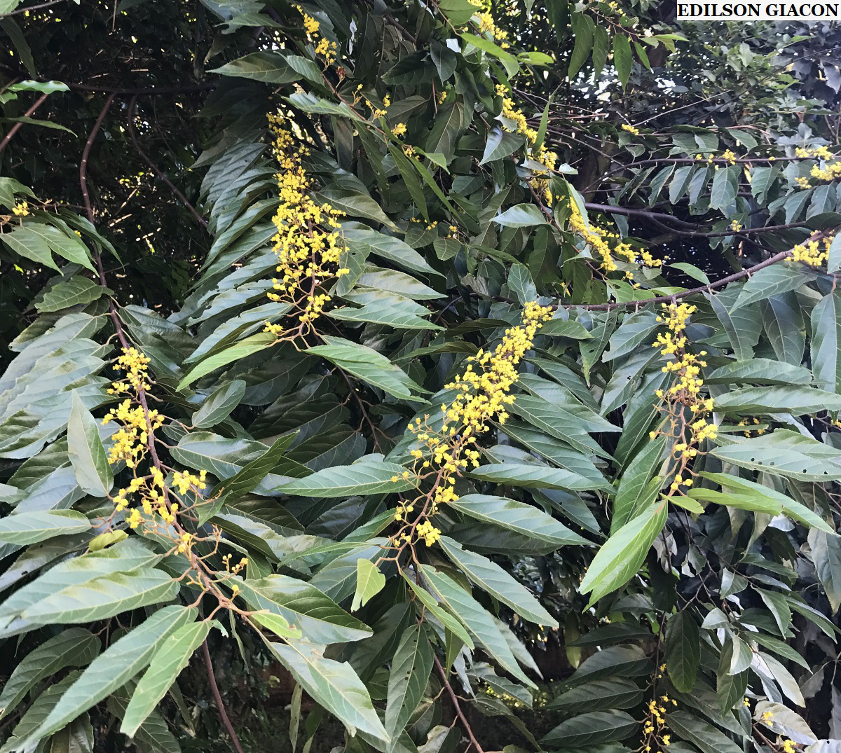 Viveiro Ciprest - Plantas Nativas e Exóticas: Mutamba ou Mutambo ...