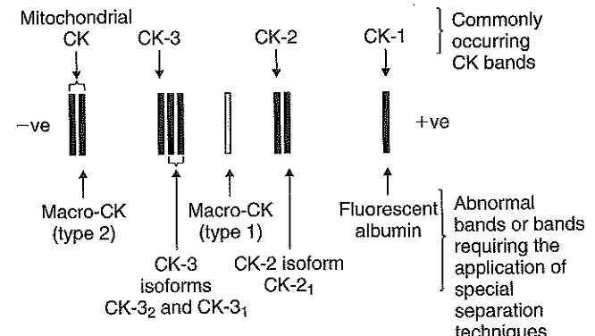 Biochemistry Class notes: CREATINE KINASE ISOENZYME AND ISOFORMS