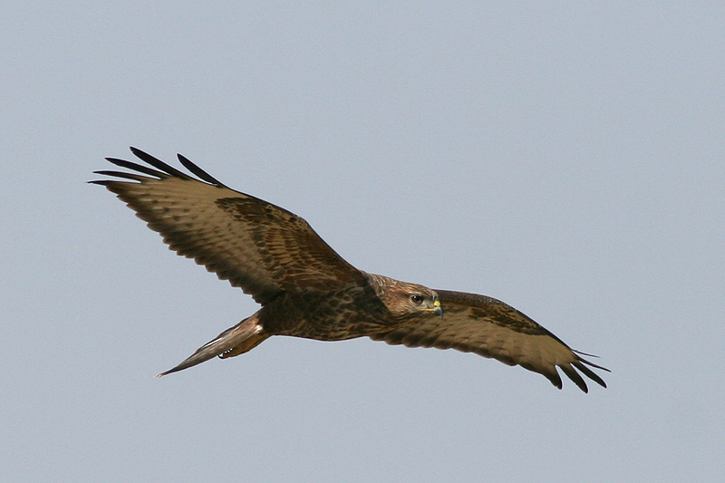 Common Buzzard | Bird Info-Photos | The Wildlife
