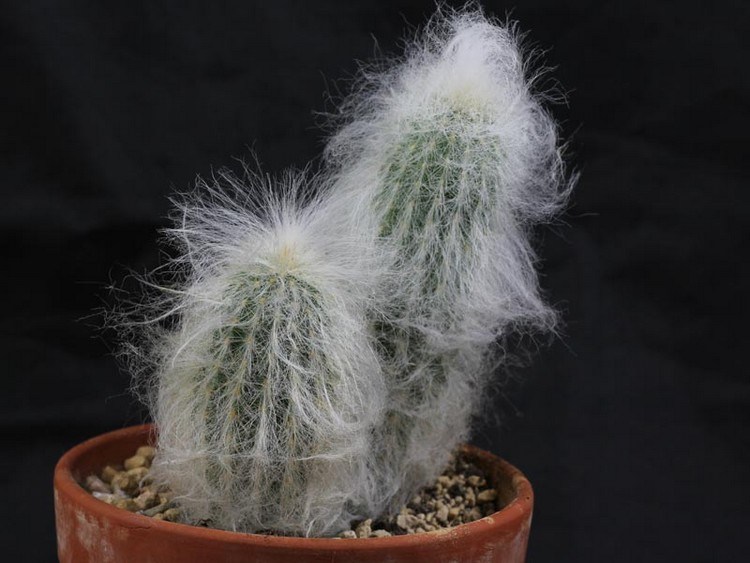 10 JENIS KAKTUS MINI YANG HARUS DIPUNYA PECINTA TANAMAN - Rinara garden ...