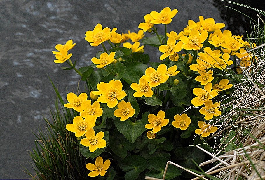 Ultima Thule: Arctic flora in coming spring