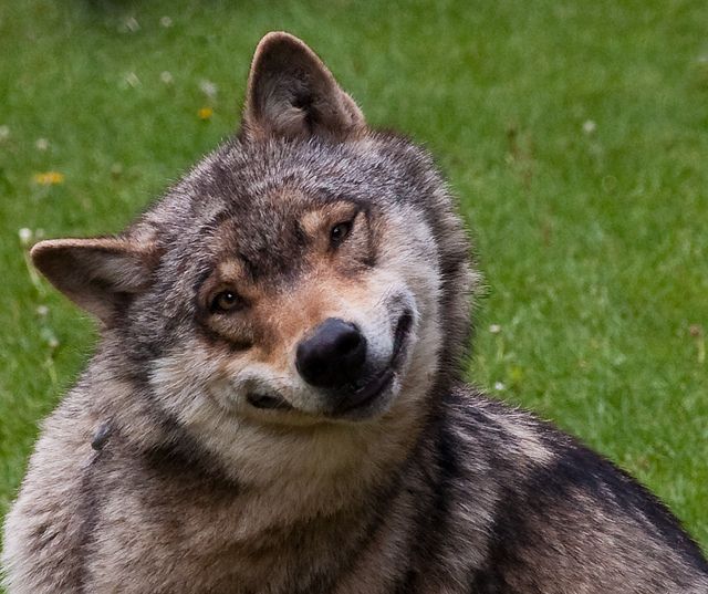 White Wolf : 17 Pictures Of Happiest Wolves Who Show The Best "Smiles"
