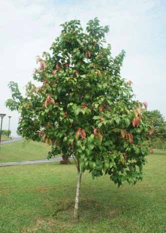 Flacourtia inermis - Alchetron, The Free Social Encyclopedia