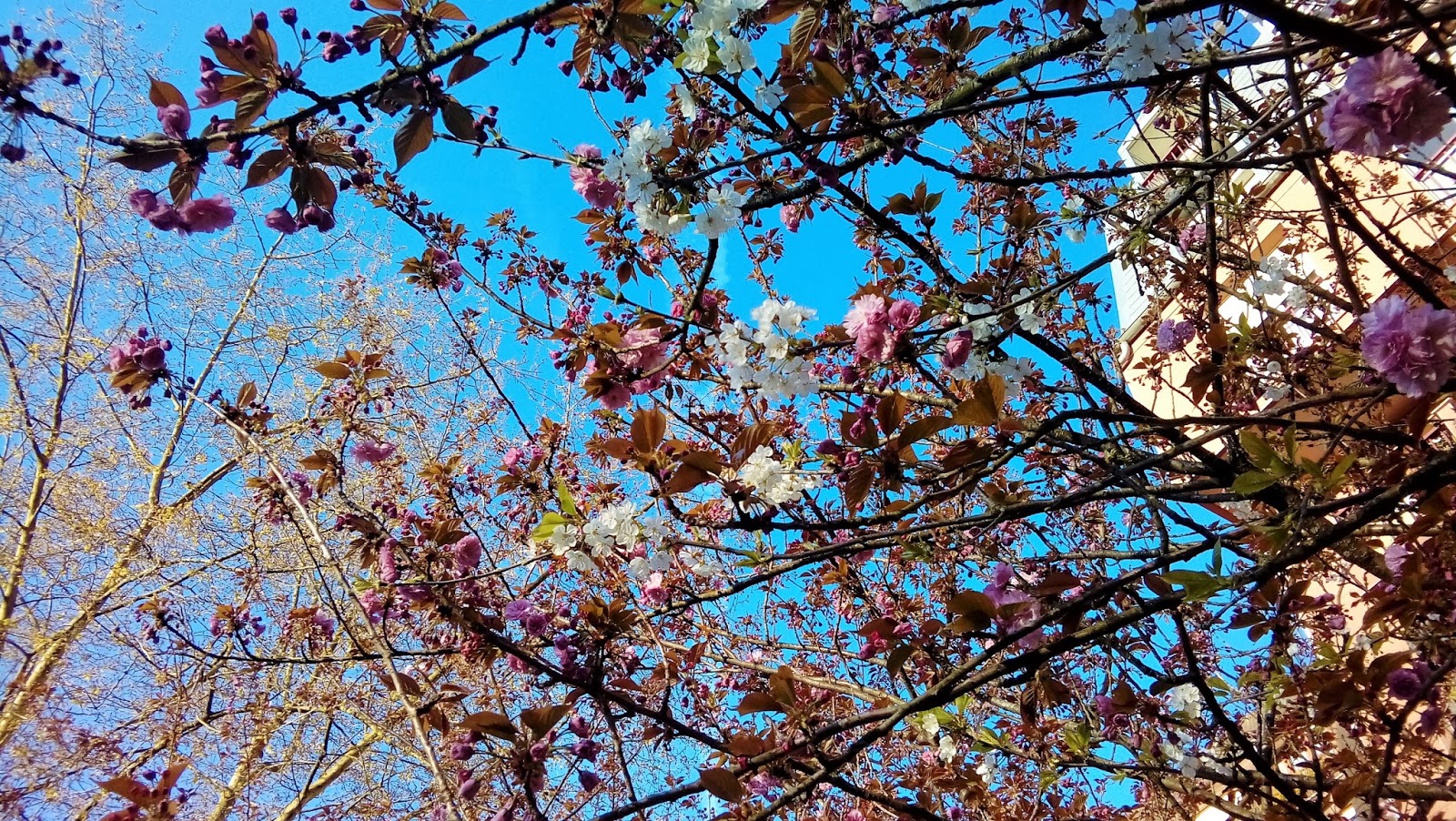 Tertulias poéticas: ¿INTENCIONADO?, ¿AZAROSO?, ¿HUMANO?, ¿NATURAL?