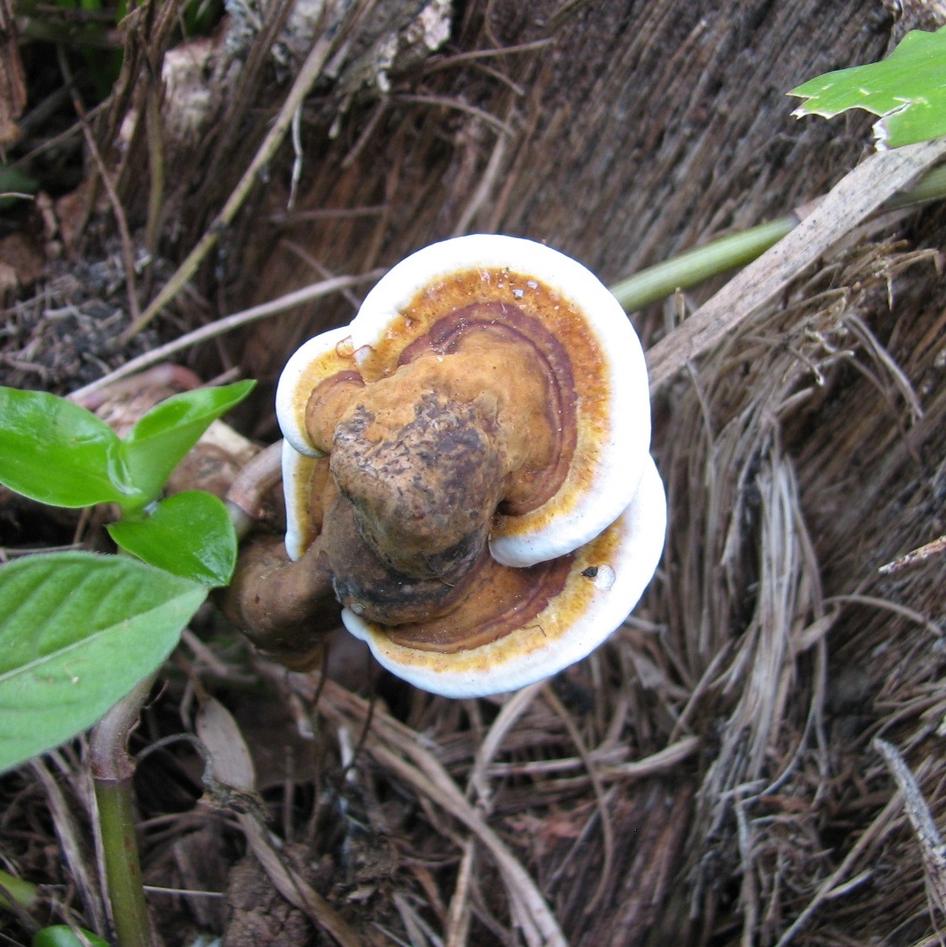 "Verdade//aspas" : 👪 Polyporaceae (Microporus sp)