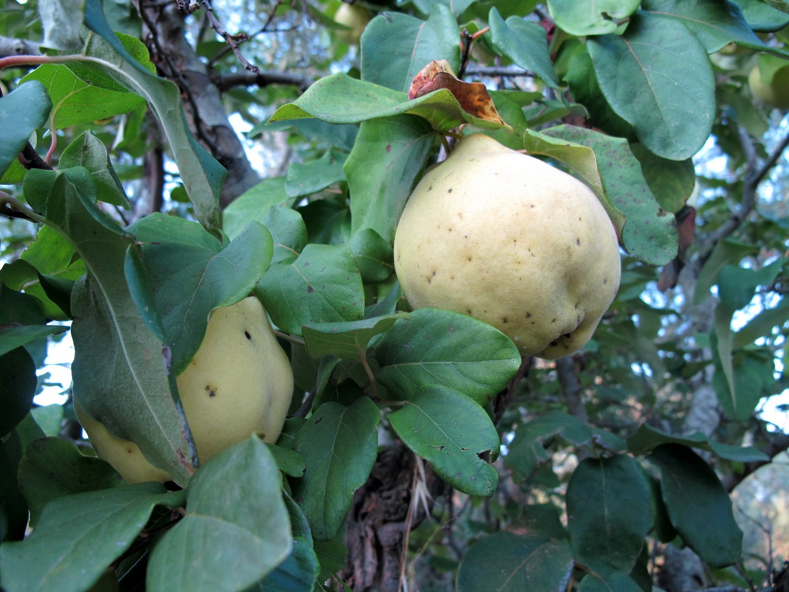 FLORA NEL SALENTO e.. anche altrove: Cydonia oblonga Mill. - Rosaceae ...