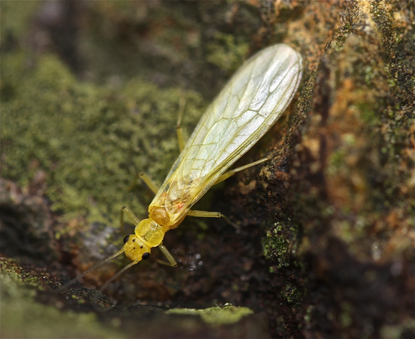 Aquatic Insects of Central Virginia: Our "Green Stoneflies ...