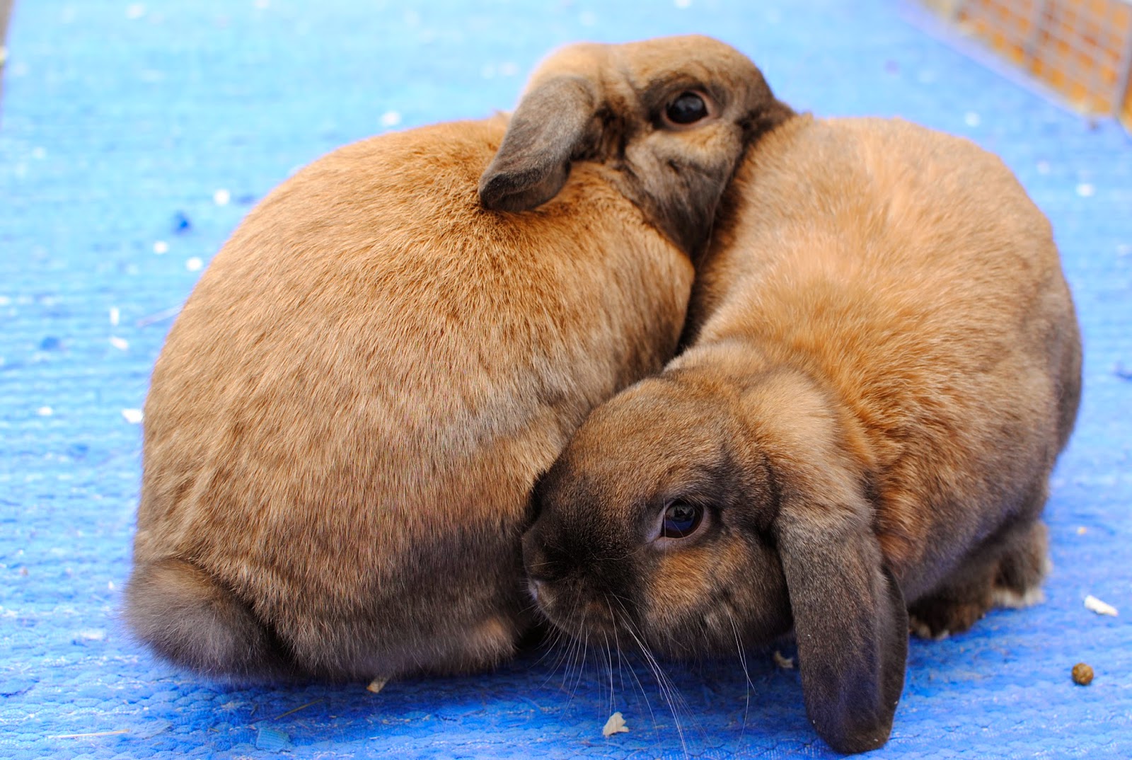 Loikka kanimaailmaan: Kuvauskohteena kanit