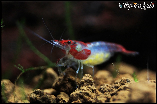 spacedodo shrimps: Néocaridina Heteropoda heteropoda Var Sakura Rili