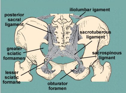 Sound Chiropractic Center: seattle chiropractor for pubic pain