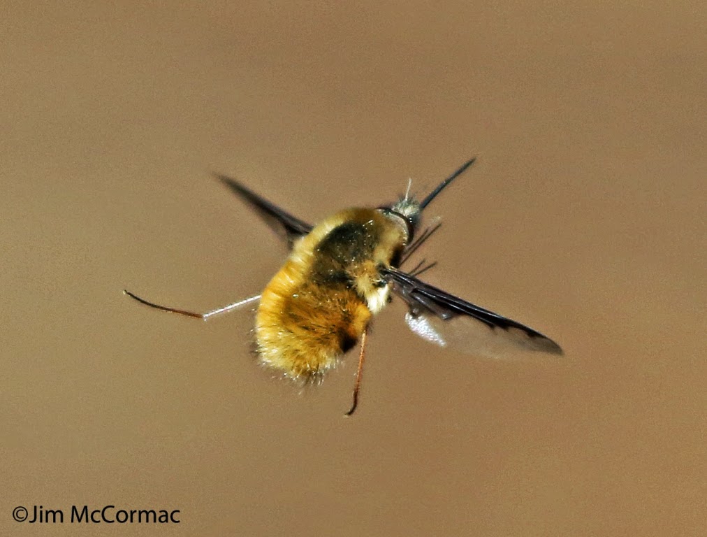 Ohio Birds and Biodiversity: The "Fly-whal"