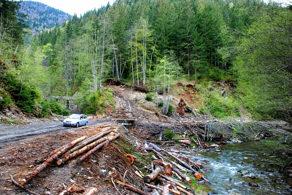 Reforestation and the Medicinal Uses of Trees -Liliana Usvat Research ...