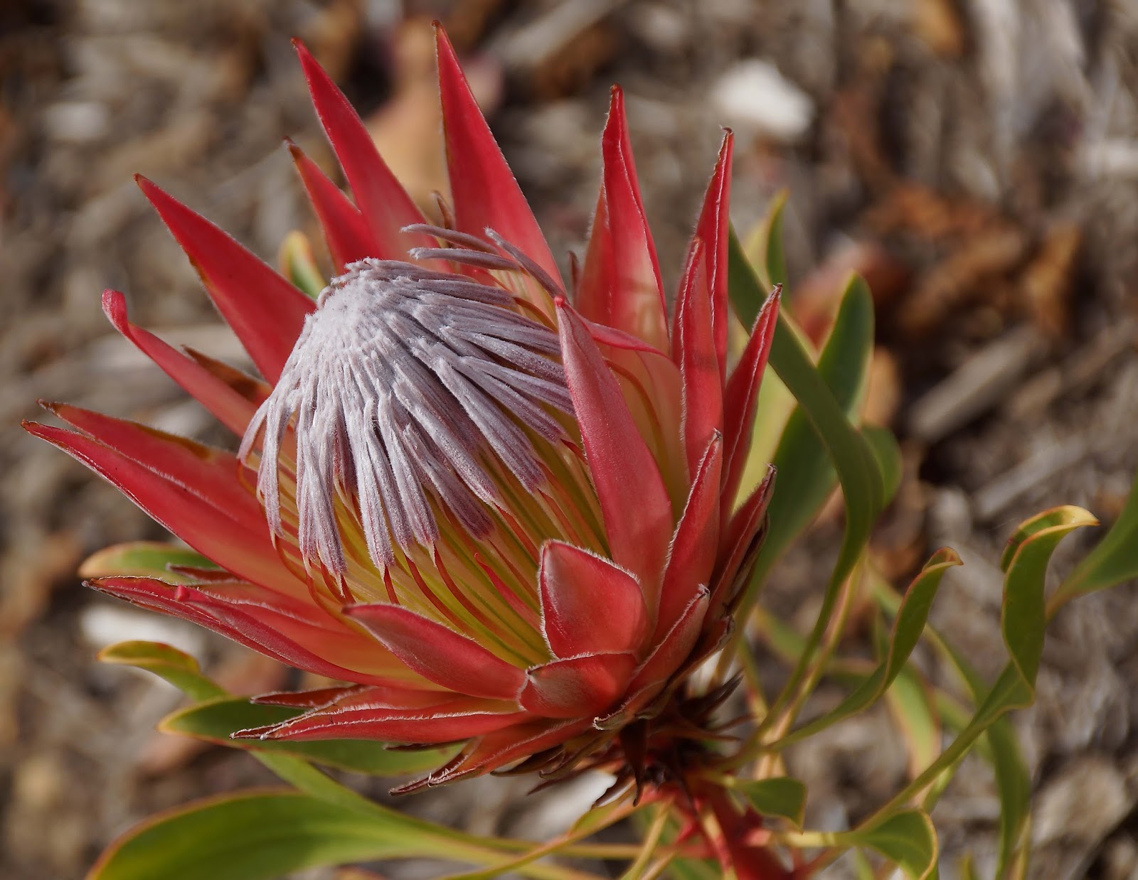 Bloom Day December 2015