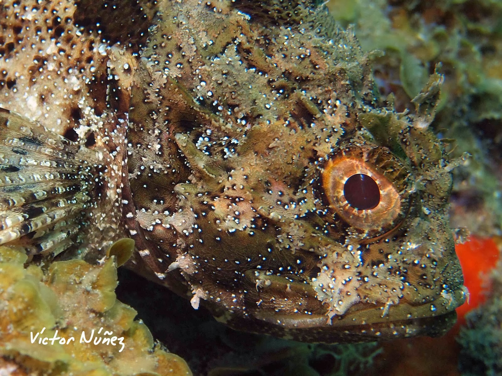 Check the Sea. Web de buceo y fotografía submarina de las Islas ...