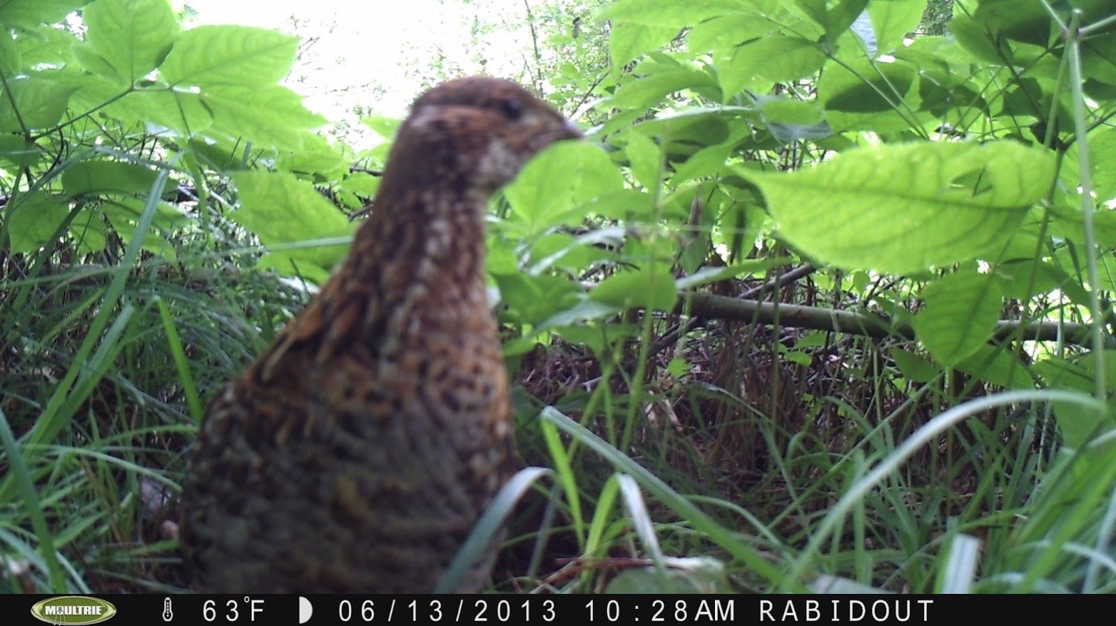 The Maine Outdoorsman: The Partridge Nest
