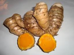 yummhynella wildenowii: Simplisia Nabati