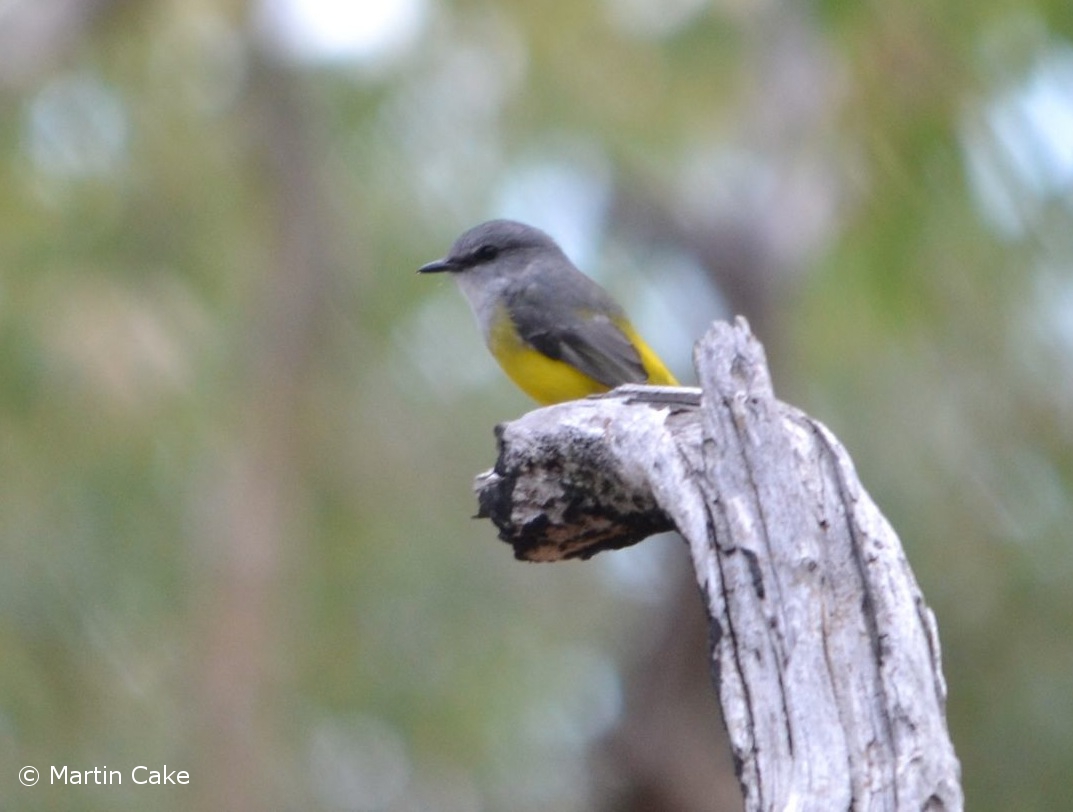 Leeuwin Current Birding: WA Endemic Subspecies - An Annotated List ...