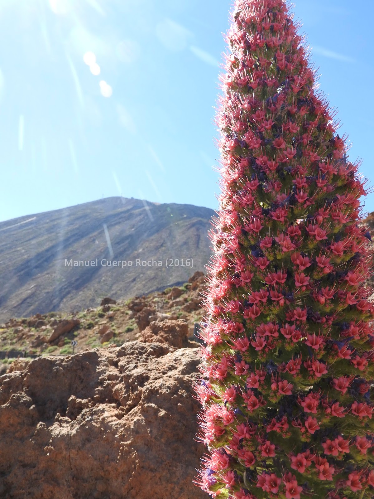MANUEL CUERPO ROCHA: TAJINASTE, PLANTA TÍPICA DEL PARQUE NACIONAL DEL TEIDE