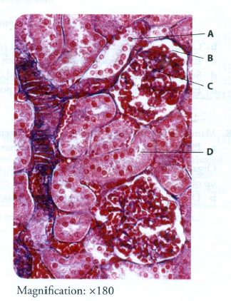 #127 Summary of Homeostasis and Co-ordination | Biology Notes for A level