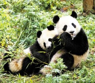 Panda Resmi - Panda ve Yavrusu resimleri