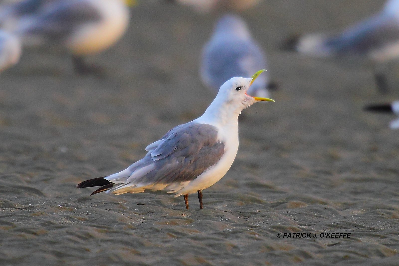 Raw Birds: BLACK LEGGED KITTIWAKE (Rissa tridactyla) Gormanston Beach ...