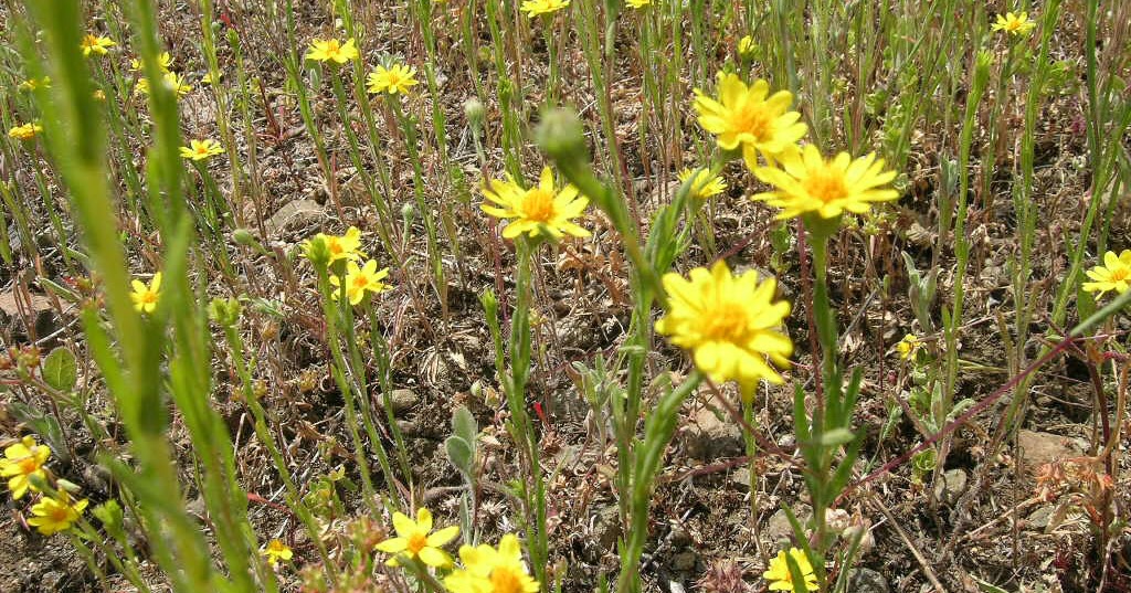 Variety of Life: Astereae