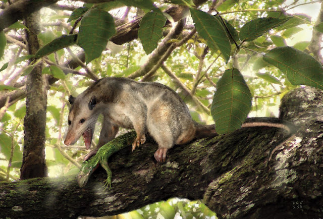 The Magic cafe: Исчезнувшая Южная Америка Велизара Симеоновски. Часть ...