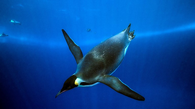 Tidningen Kulturvinden: FILM: Pingvinresan 2 - En efterlängtad, fluffig ...