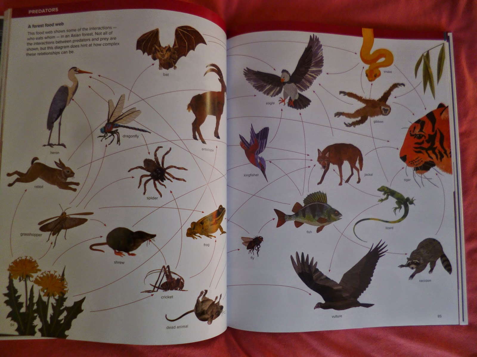 On the stripey couch on a Saturday morning: The Animal Book by Steve ...